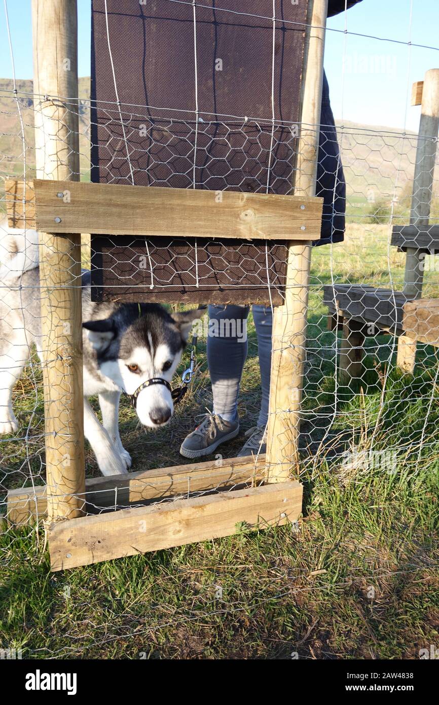 Husky dog going through dog gate in fence Stock Photo - Alamy