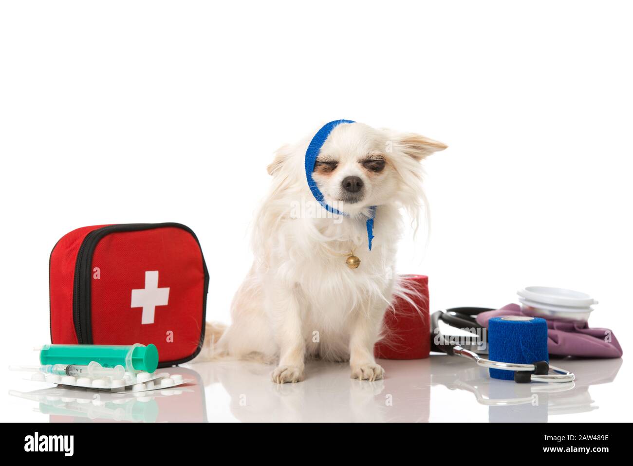 Dog with first aid kit isolated on white background Stock Photo - Alamy