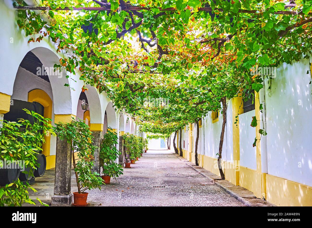 The narrow alley of the winery with grape vines, providing the shade ...