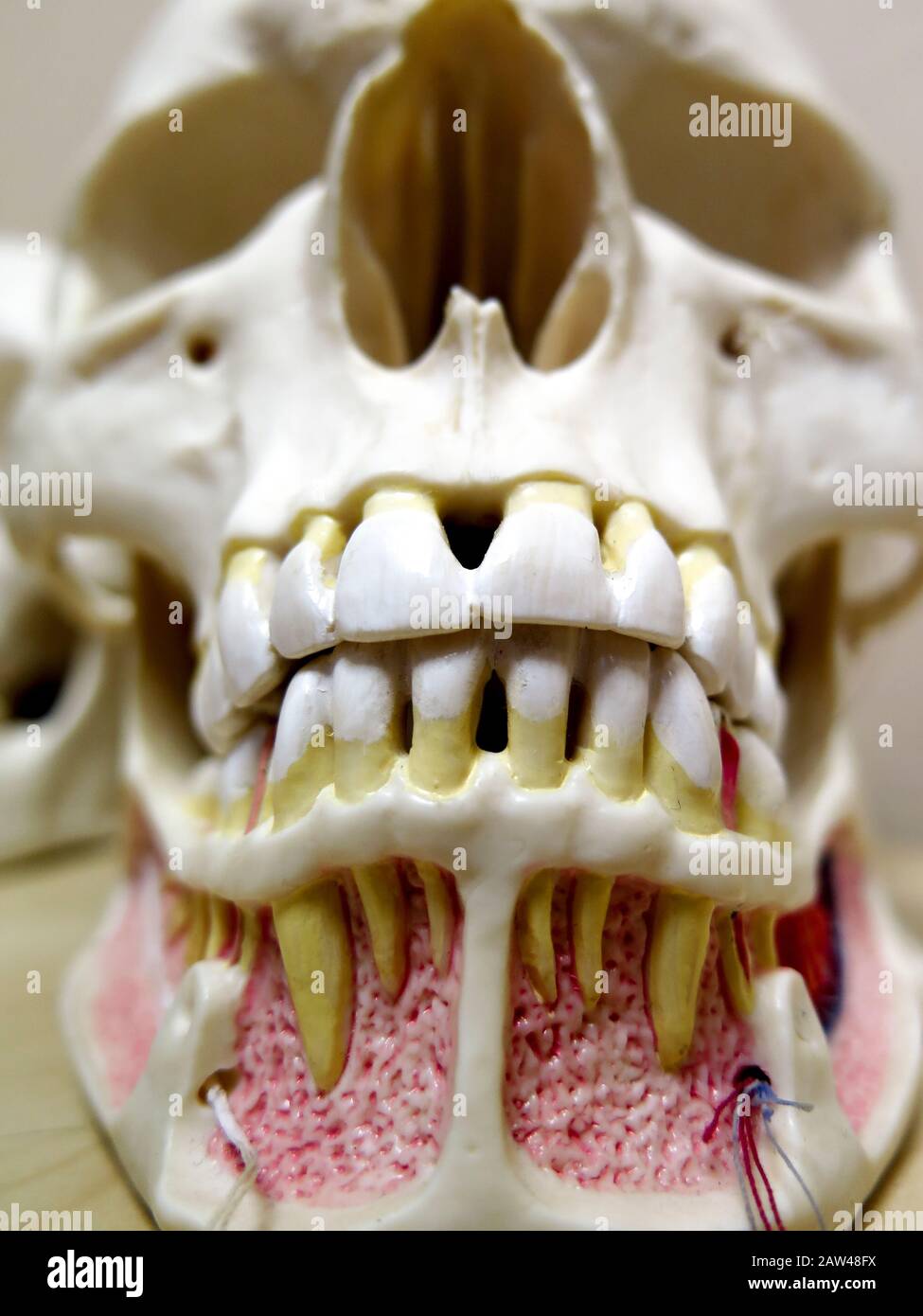 Dentist training hi-res stock photography and images - Alamy
