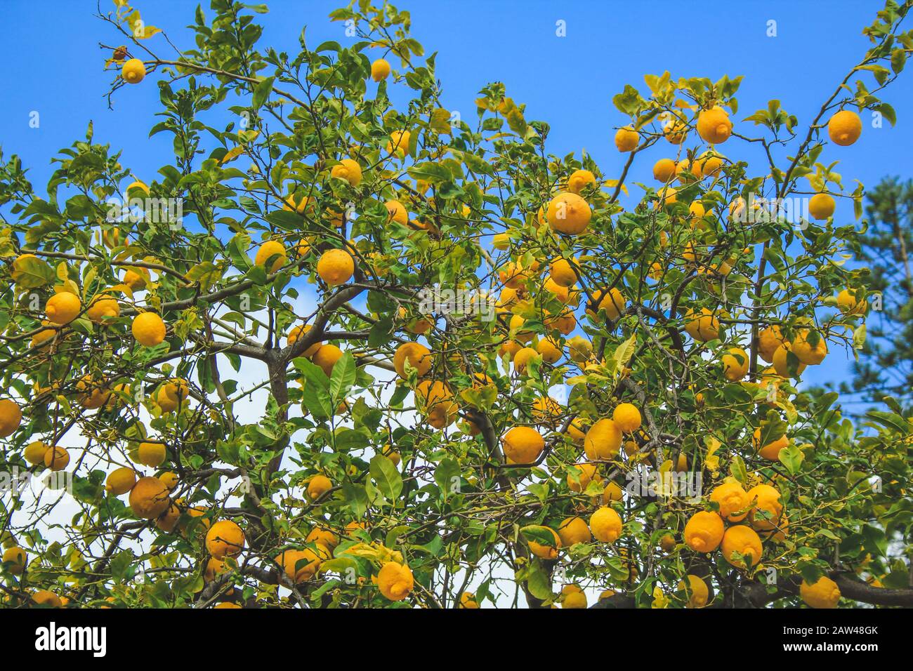 fresh lemon fruit tree growing in Mallorca, Spain Stock Photo - Alamy