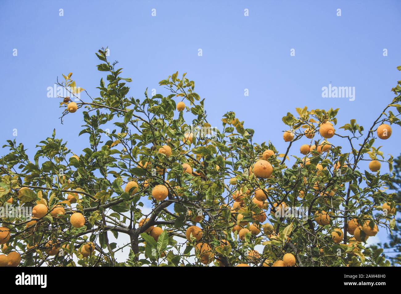 Lemon tree majorca island spain hi-res stock photography and images - Alamy