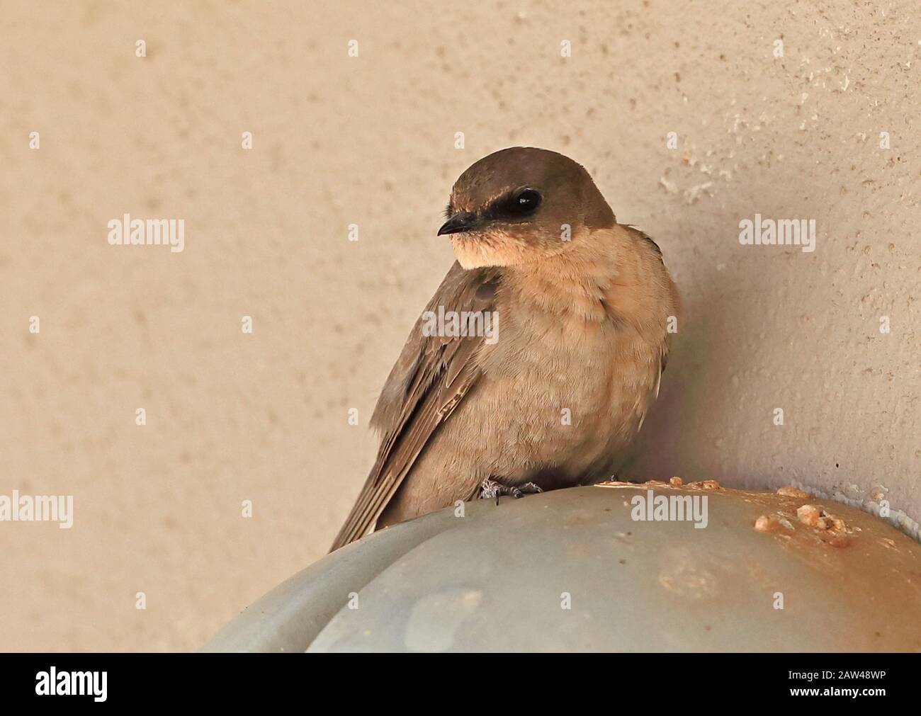 Calvinia hi-res stock photography and images - Alamy