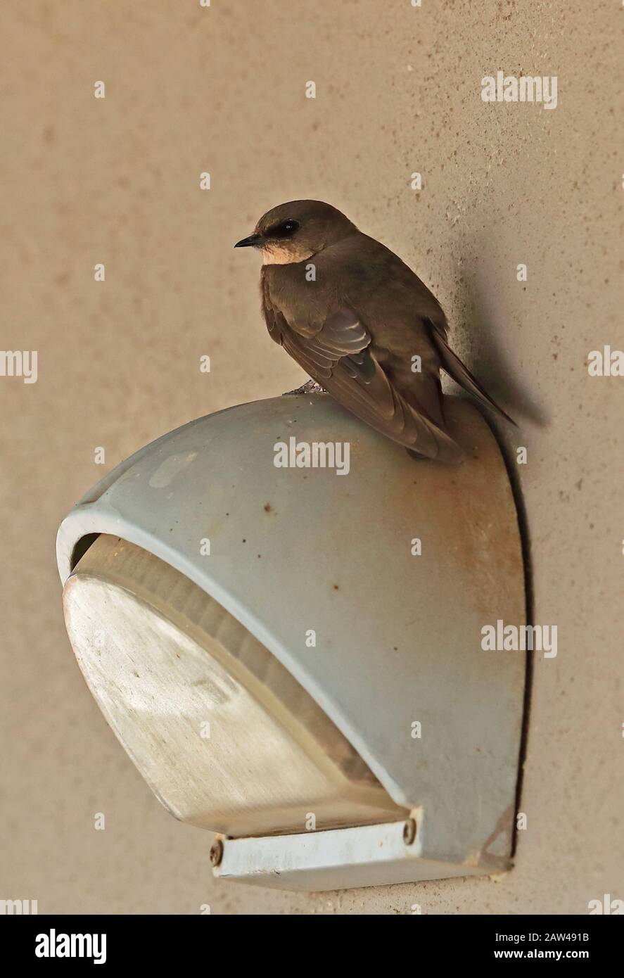 Large Rock Martin (Ptyonoprogne fuligula fuligula) adult perched on ...