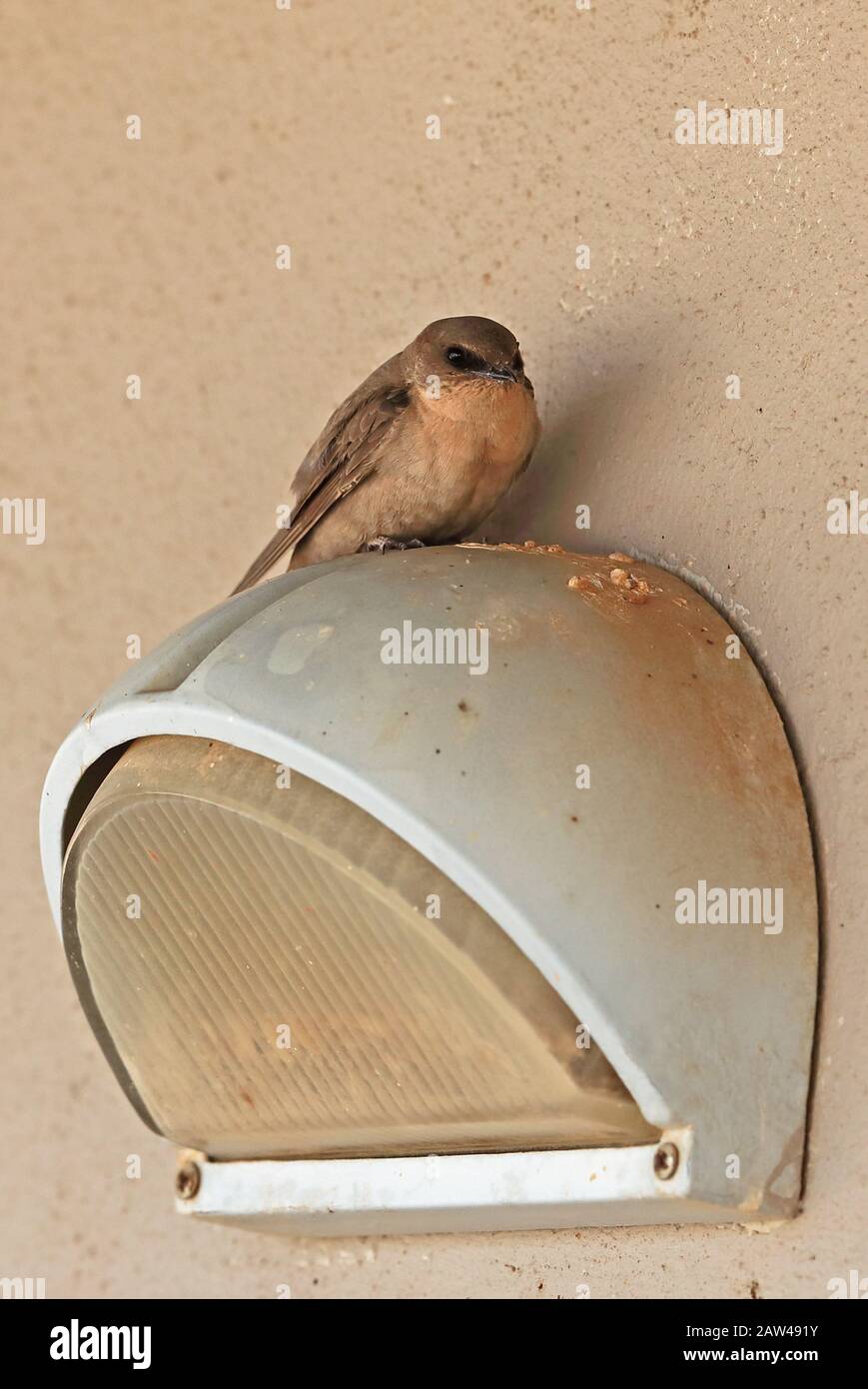Calvinia hi-res stock photography and images - Alamy