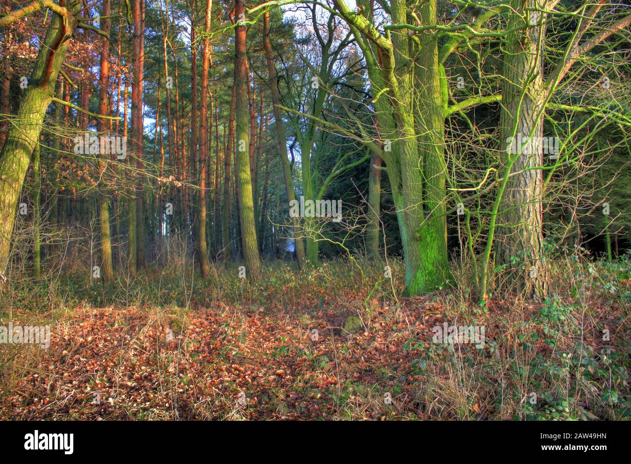 in den wald Stock Photo - Alamy
