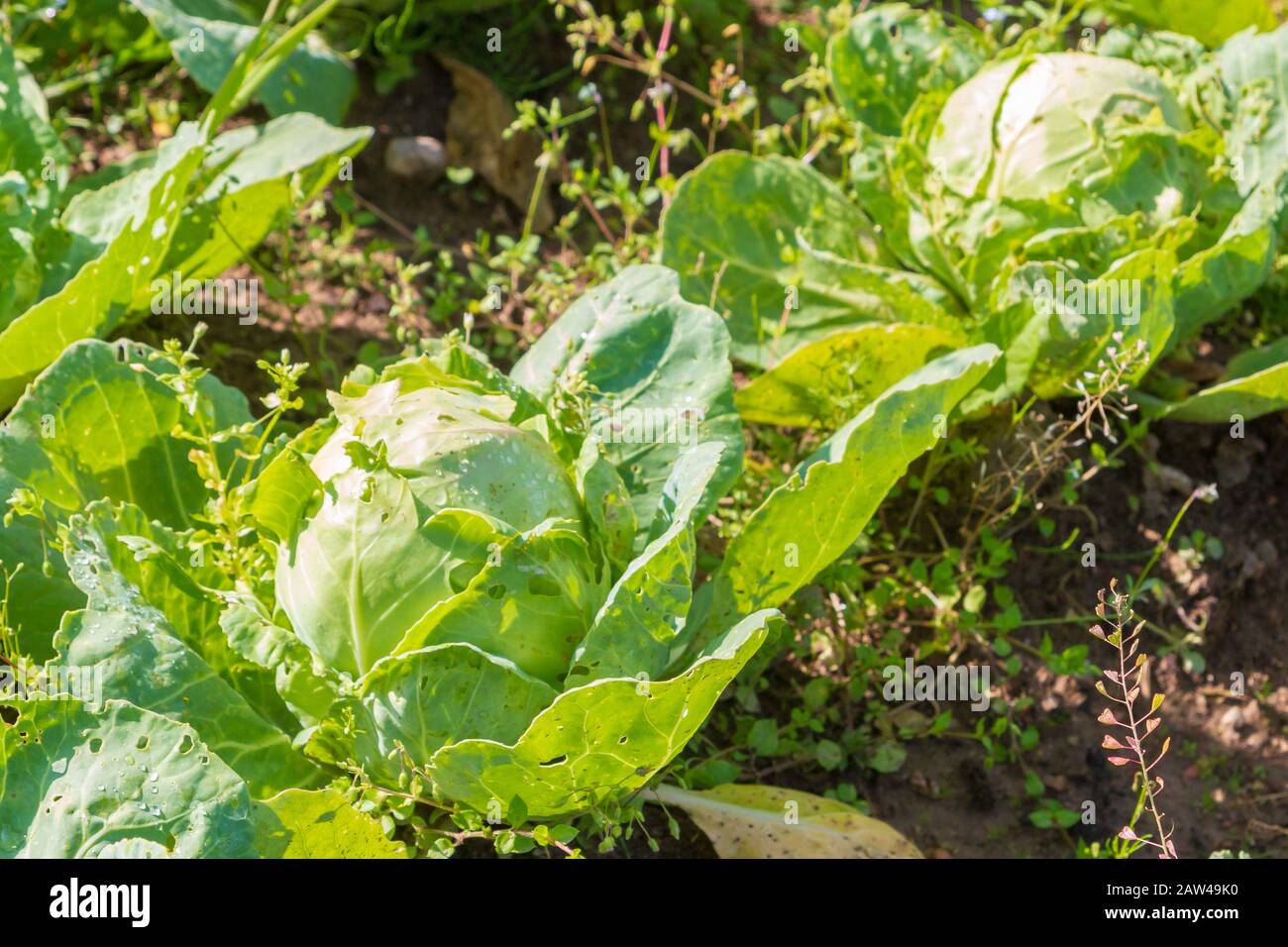 White cabbage grows on beds in the garden in the summer Stock Photo - Alamy