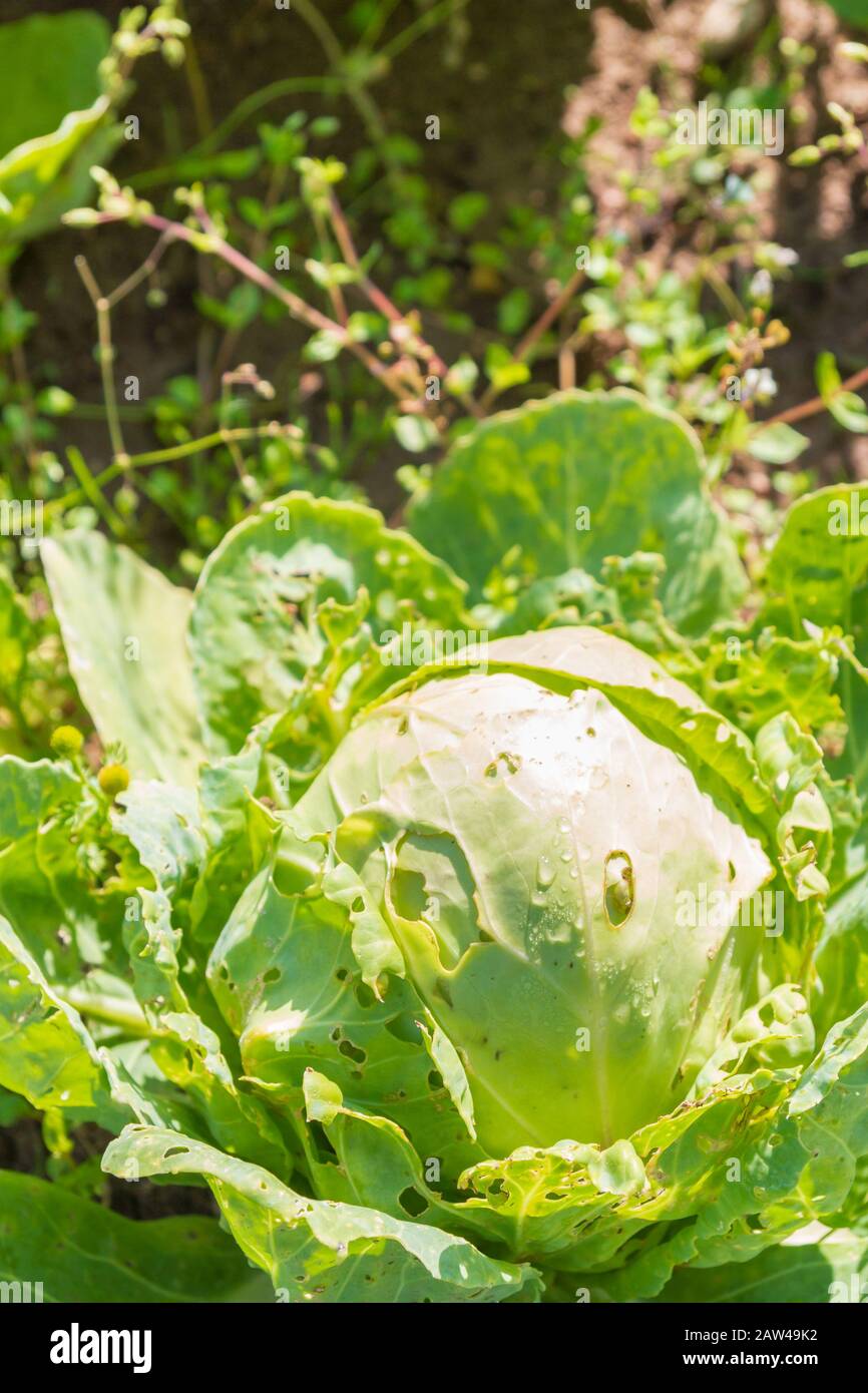 White cabbage grows on beds in the garden in the summer Stock Photo - Alamy