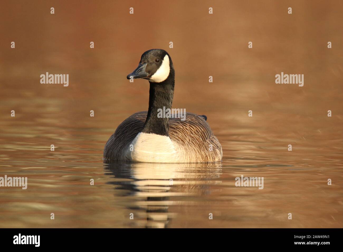 A Canada Goose Branta canadensis swimming in Fall in golden light Stock ...