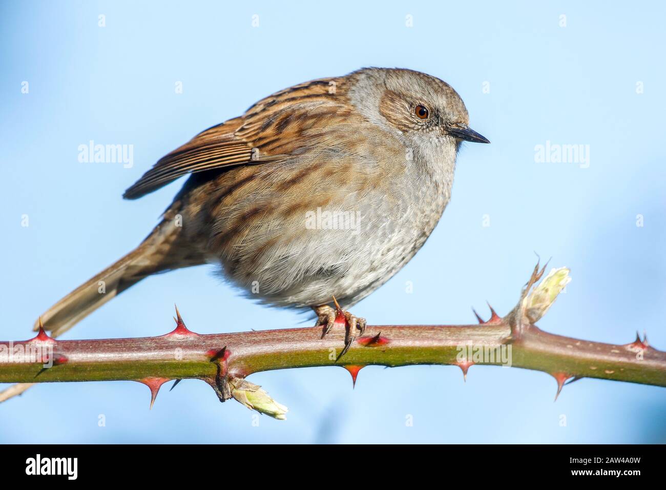 Dunnock (Prunella modularis Stock Photo - Alamy