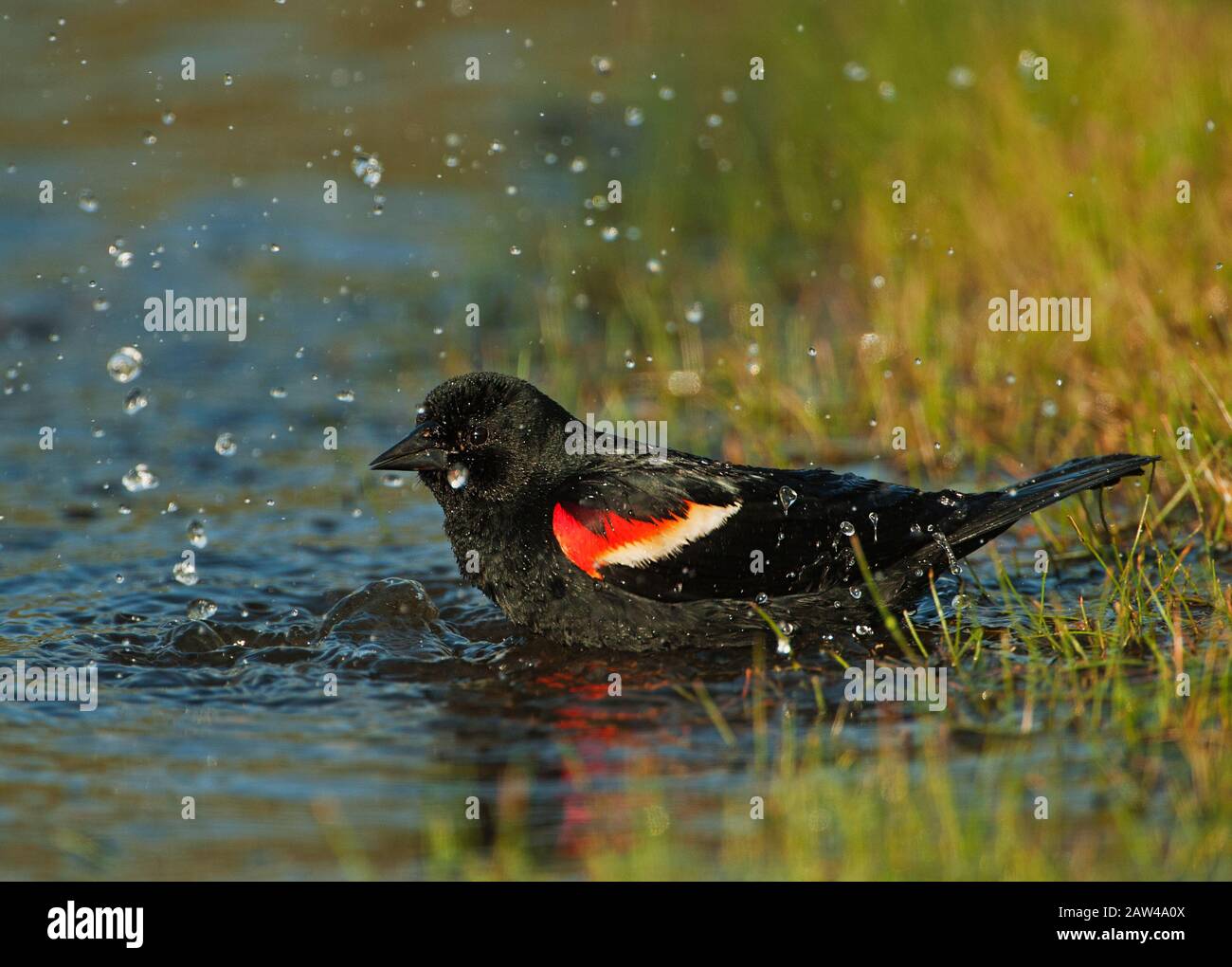 Red-winged blackbird bathing in spring greened puddle Stock Photo - Alamy