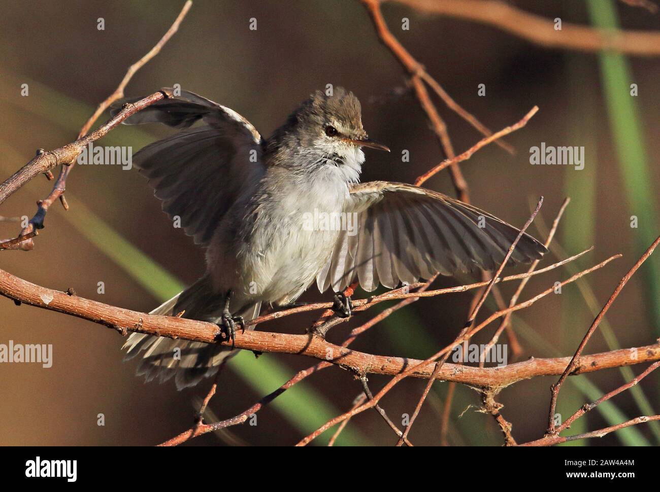 Lesser Swamp-warbler (Acrocephalus gracilirostris gracilirostis) adult ...