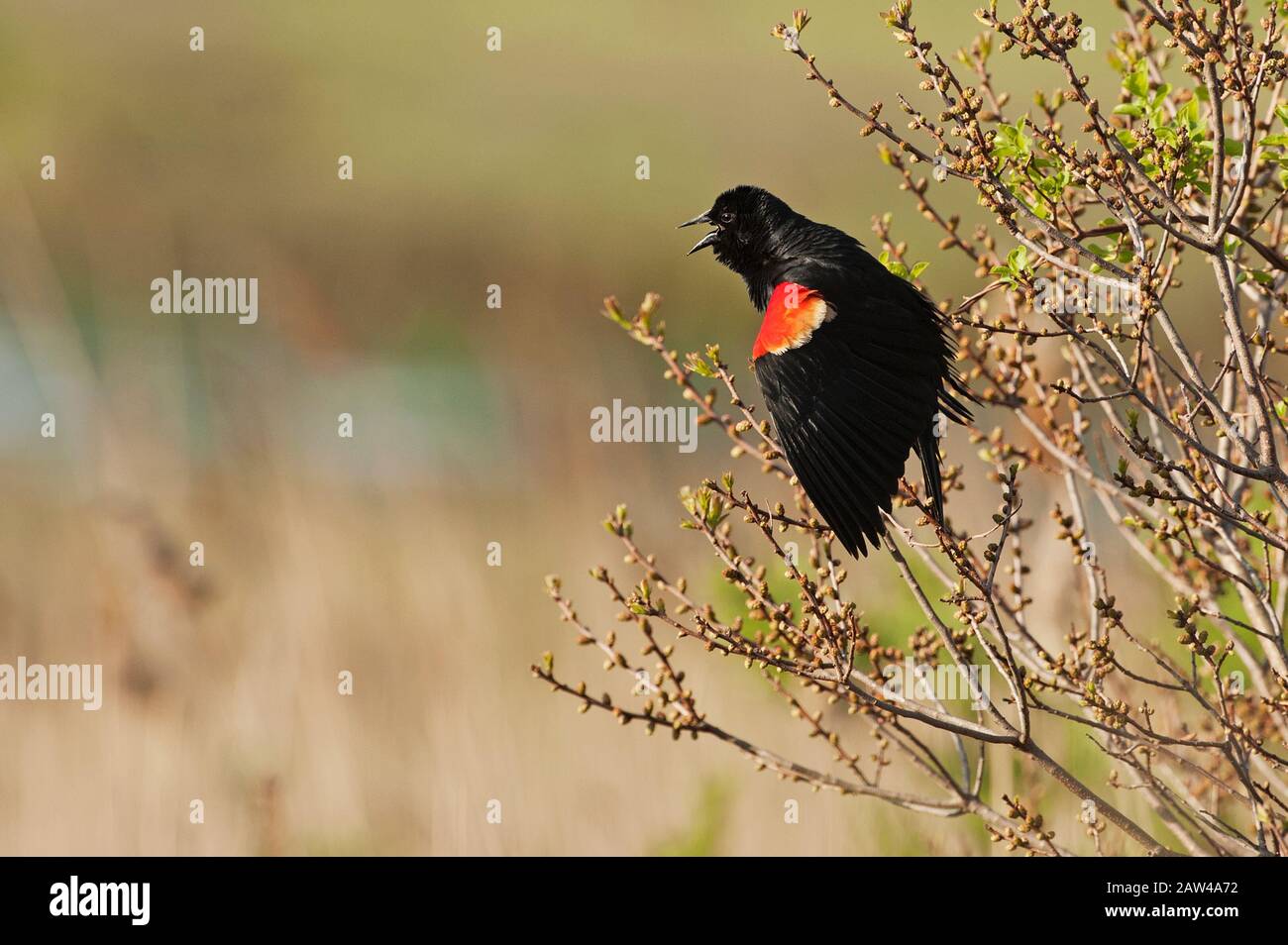 Singing Red Winged Blackbirds High Resolution Stock Photography and ...