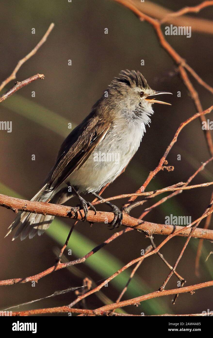 Lesser Swamp-warbler (Acrocephalus gracilirostris gracilirostis) adult ...