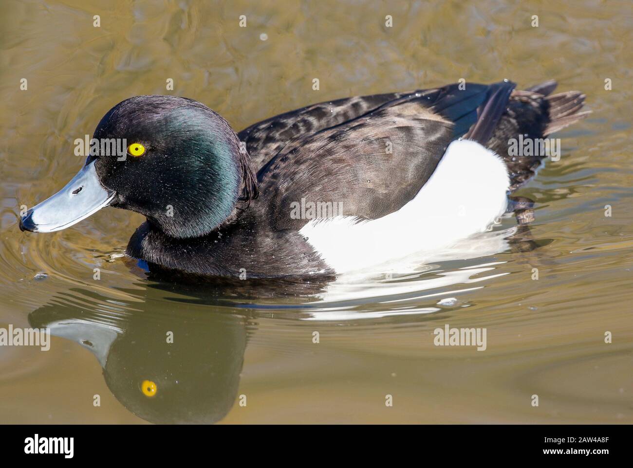 Tufted Duck (Aythya fuligula Stock Photo - Alamy