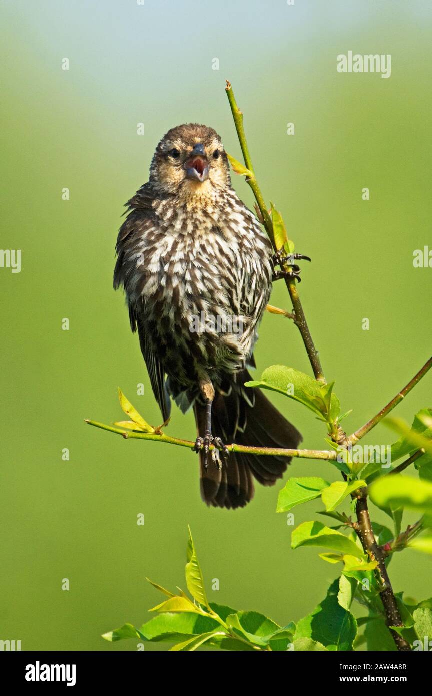 Female red-winged blackbird singing Stock Photo - Alamy
