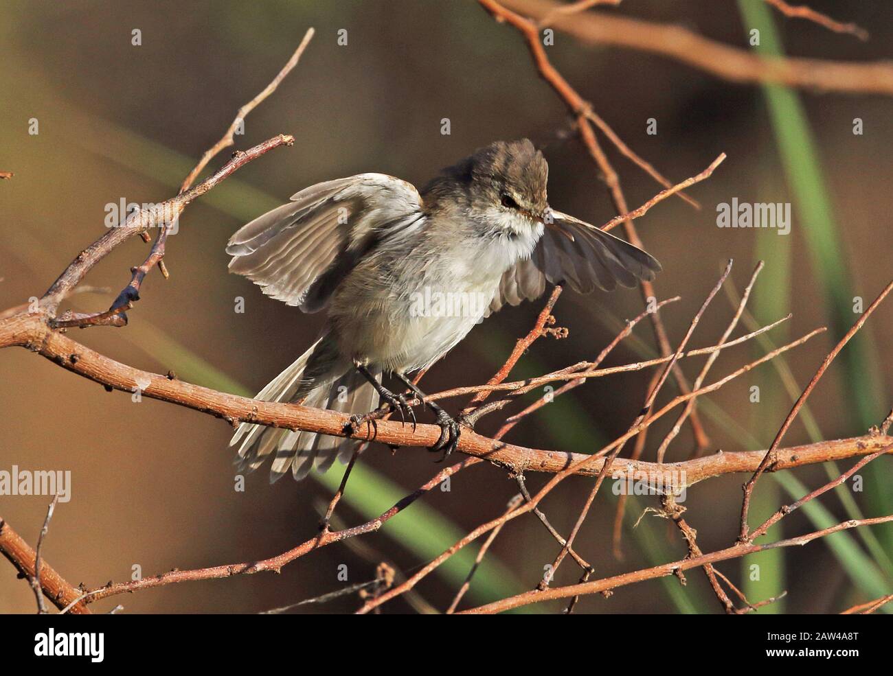 Lesser Swamp-warbler (Acrocephalus gracilirostris gracilirostis) adult ...