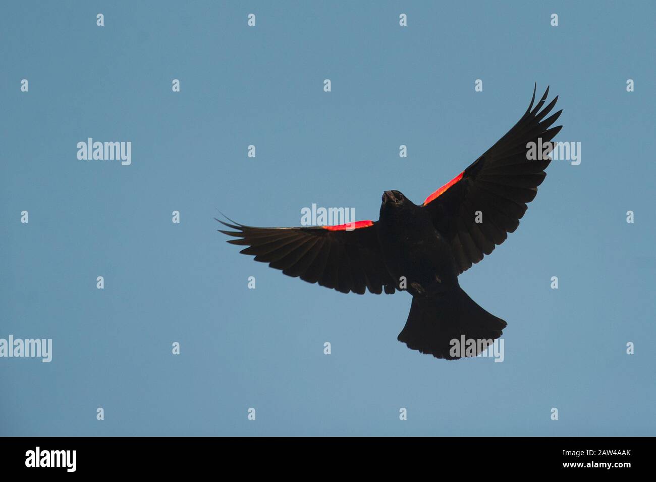 Red-winged blackbird flying Stock Photo - Alamy