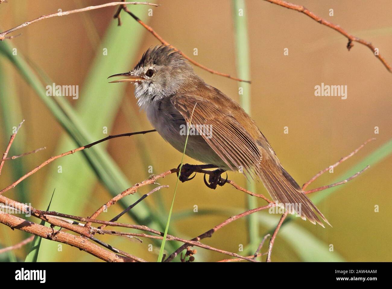 Lesser Swamp-warbler (Acrocephalus gracilirostris gracilirostis) adult ...