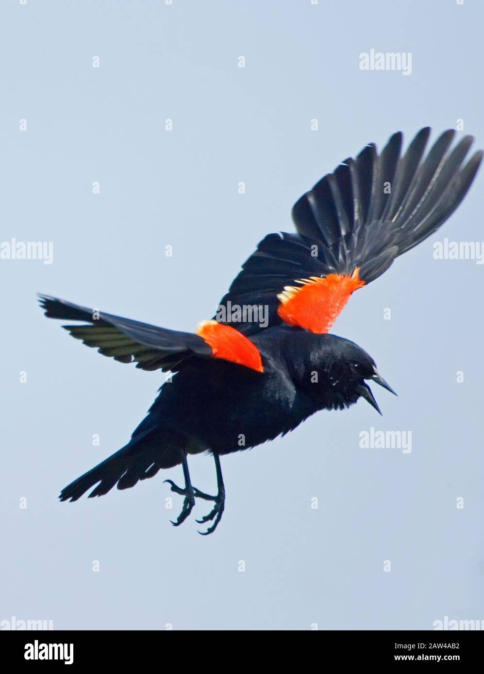 Red-winged blackbird flying Stock Photo - Alamy