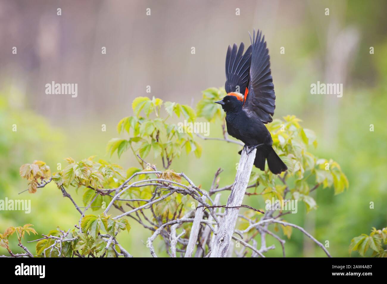 Red-winged blackbird with raised wings Stock Photo - Alamy