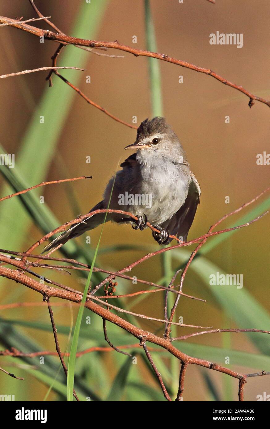 Lesser Swamp-warbler (Acrocephalus gracilirostris gracilirostis) adult ...