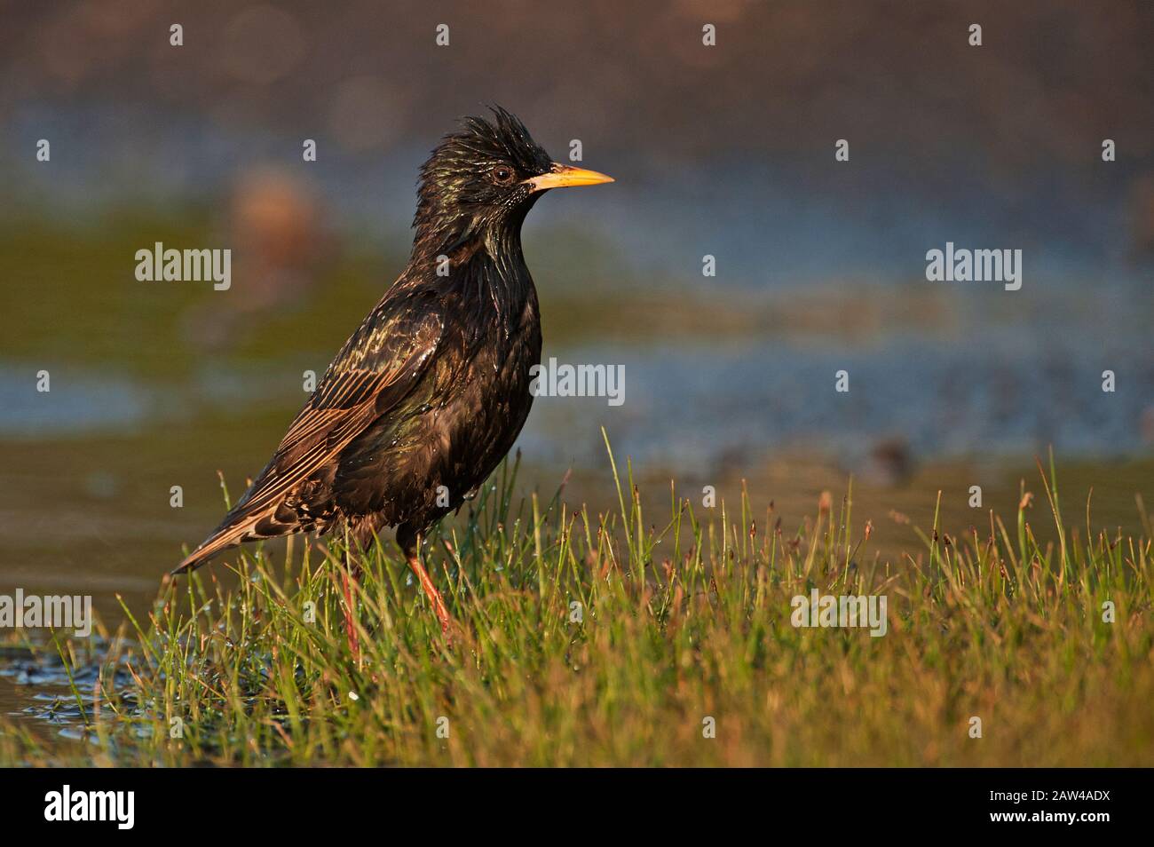 Starling species hi-res stock photography and images - Alamy
