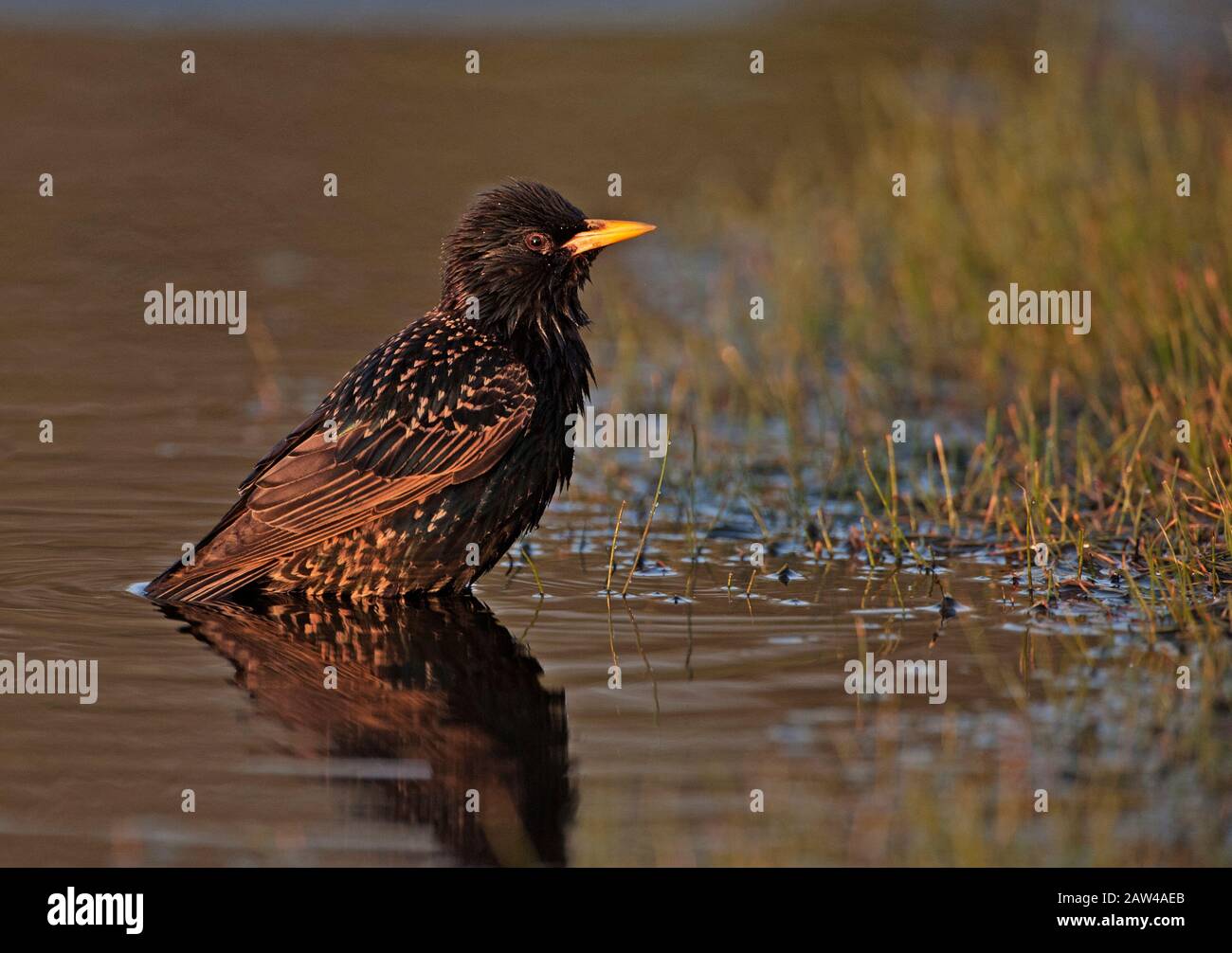Bathing starlings hi-res stock photography and images - Alamy