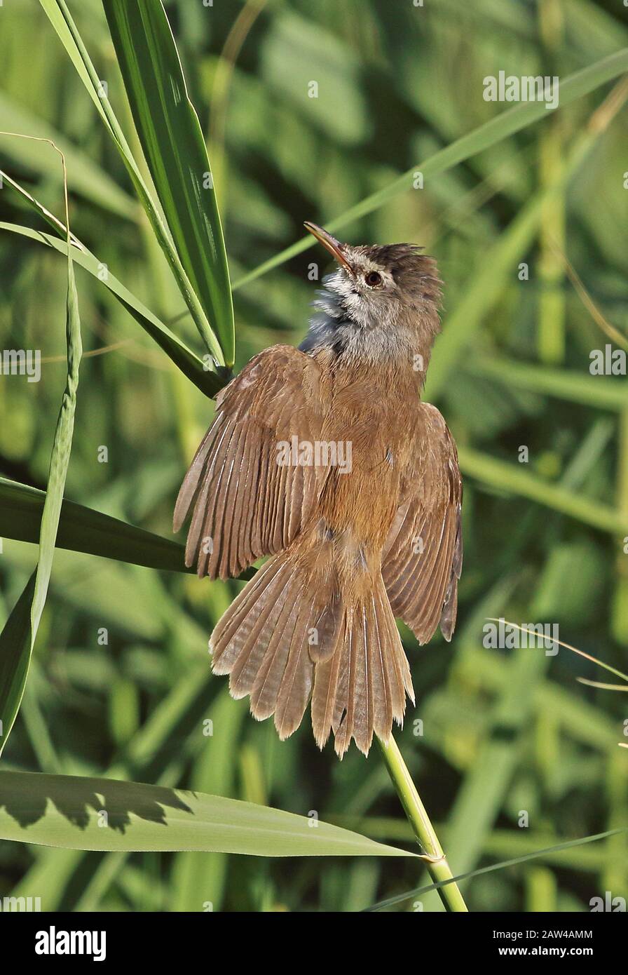 Lesser Swamp-warbler (Acrocephalus gracilirostris gracilirostis) adult ...