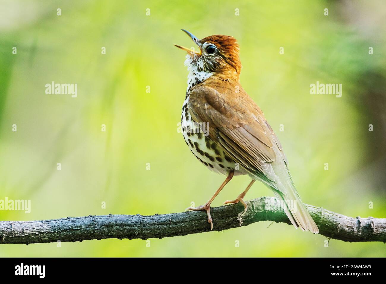 Wood thrush singing in spring greened woods Stock Photo - Alamy
