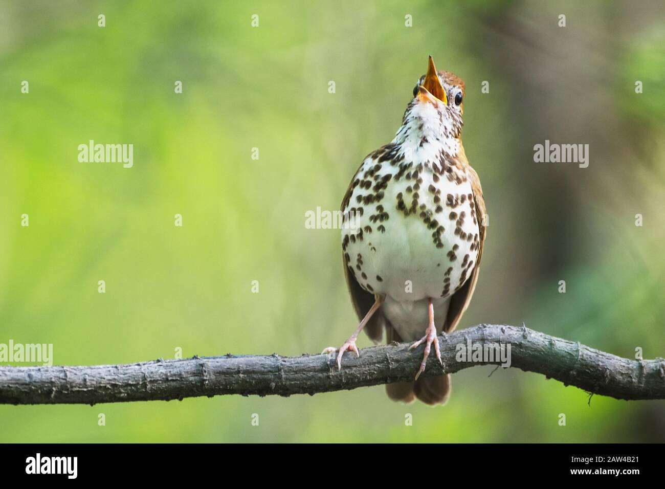 Wood thrush singing in spring greened woods Stock Photo - Alamy
