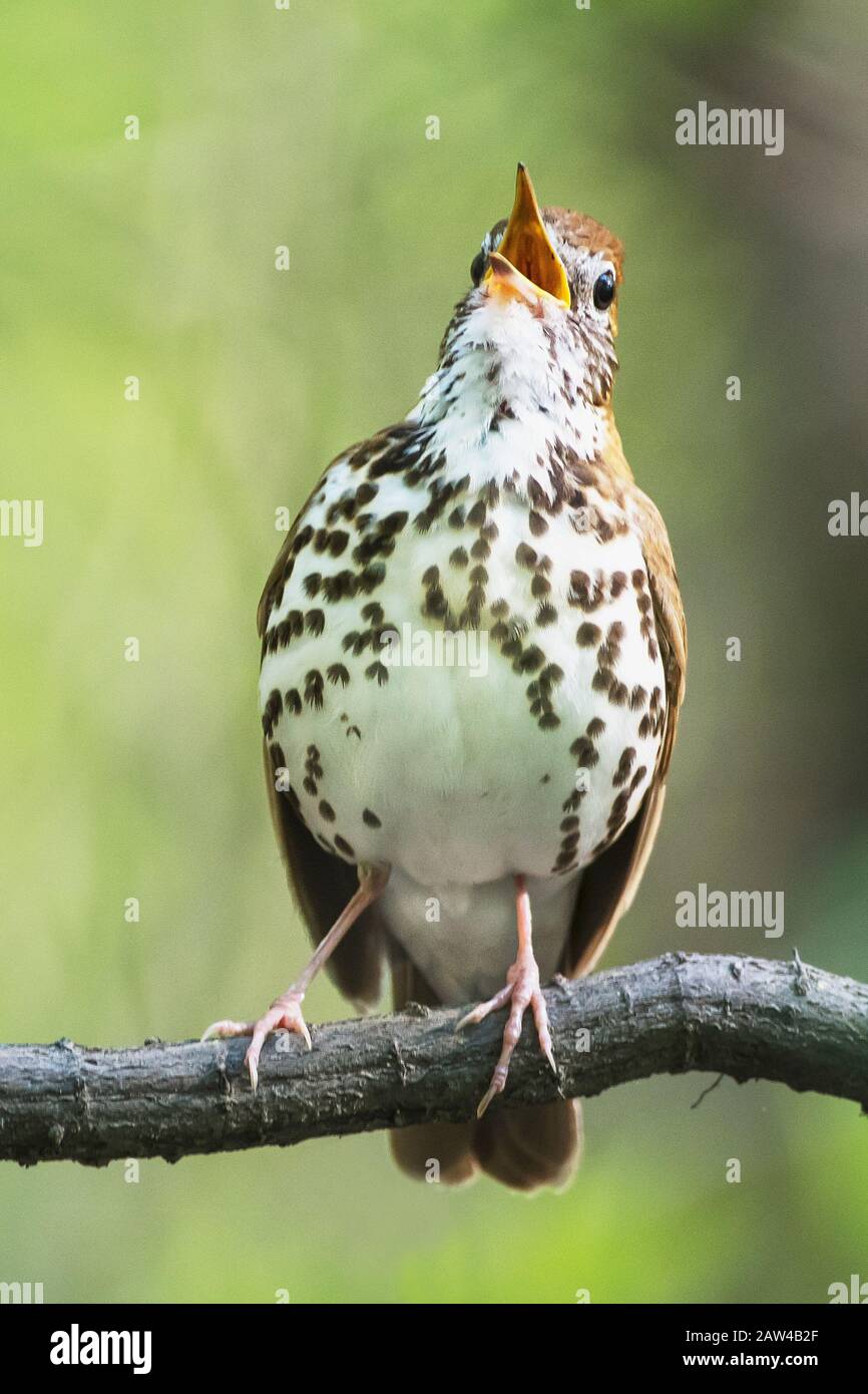 Wood thrush singing in spring greened woods Stock Photo - Alamy