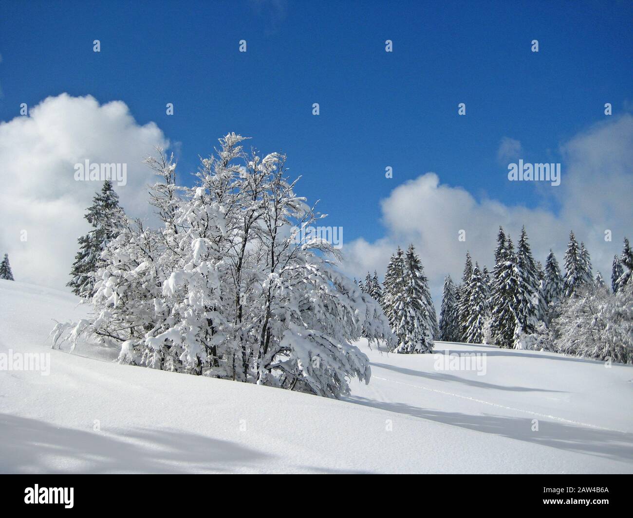 white winter landscape with snowy trees Stock Photo - Alamy