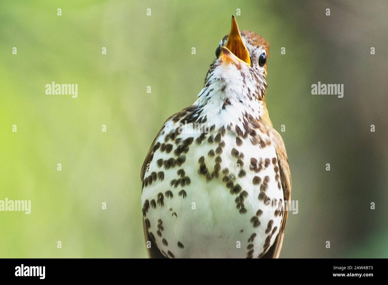 Wood thrush singing in spring greened woods Stock Photo - Alamy