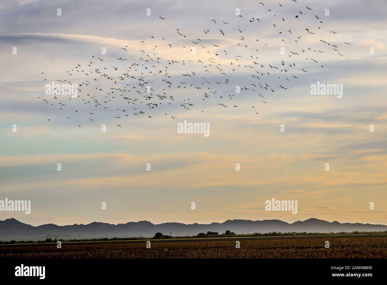 dozens of birds on high voltage cables, flying backlit at cloudy sunset ...