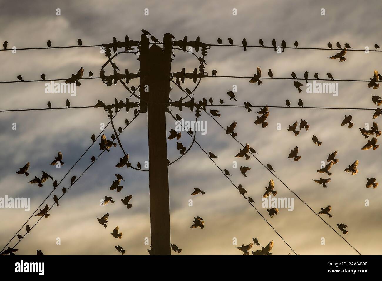 dozens of birds on high voltage cables, flying backlit at cloudy sunset ...