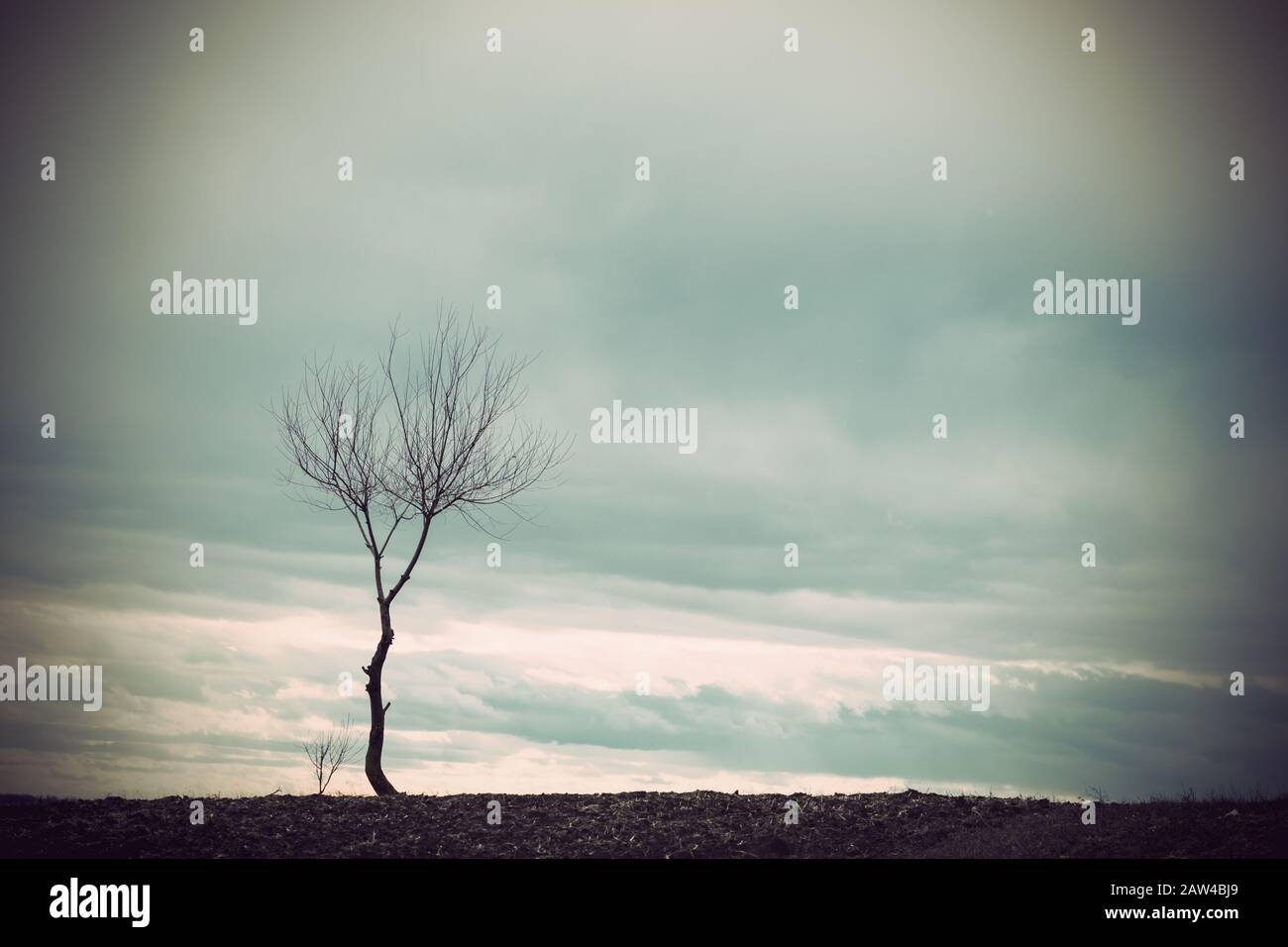 Minimal tree landscape background hi-res stock photography and images ...