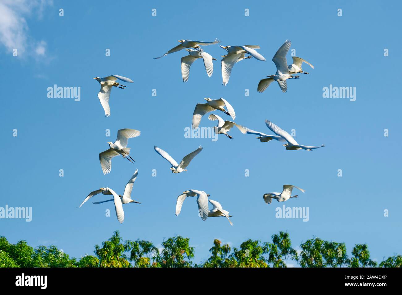 Cattle egrets in flight hi-res stock photography and images - Alamy