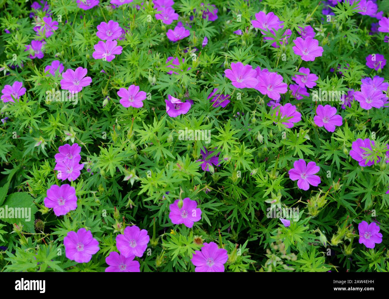 Geranium sanguineum flowers horizontal background Stock Photo - Alamy