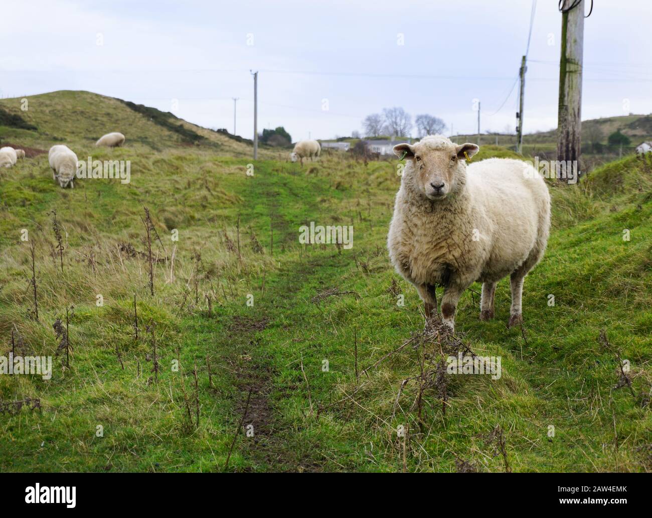 Free roaming sheep Stock Photo - Alamy