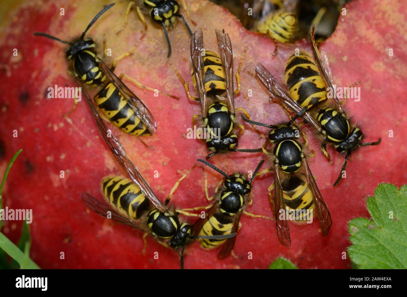 Common wasps hi-res stock photography and images - Alamy