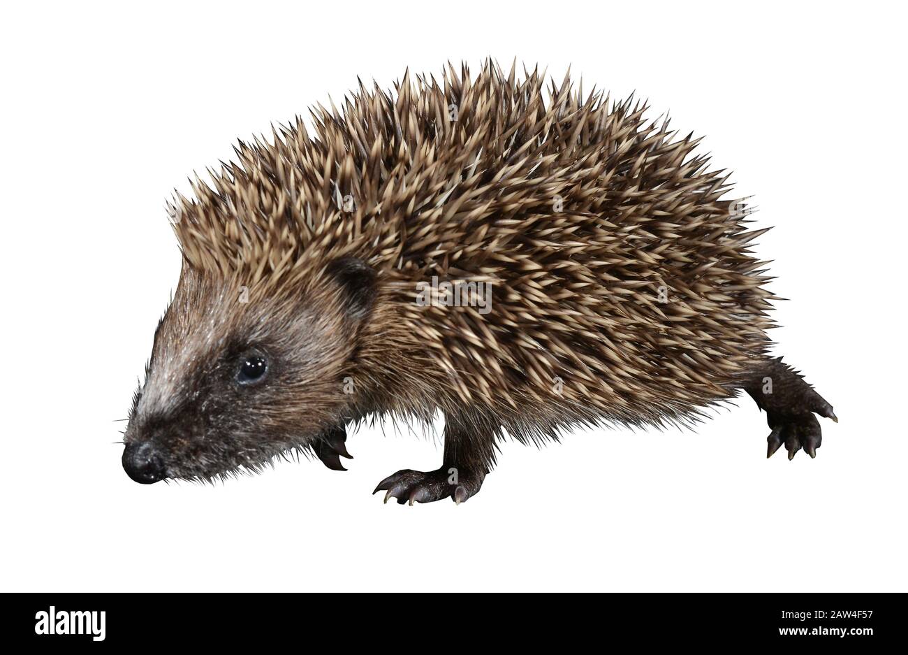 Mammal with juvenile Cut Out Stock Images & Pictures - Alamy