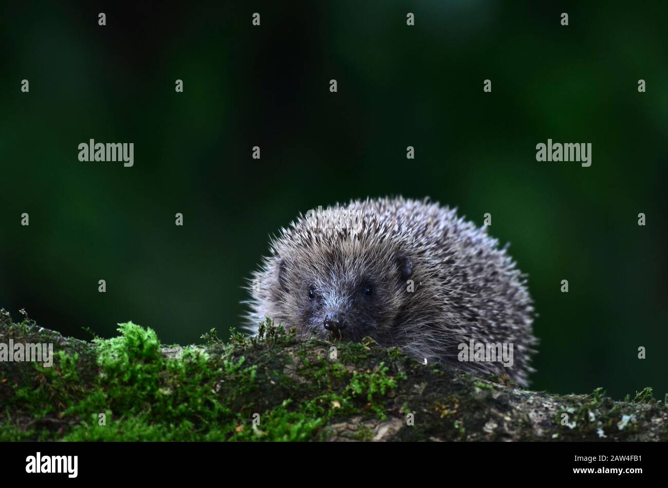 Hedgehog habitat hi-res stock photography and images - Alamy