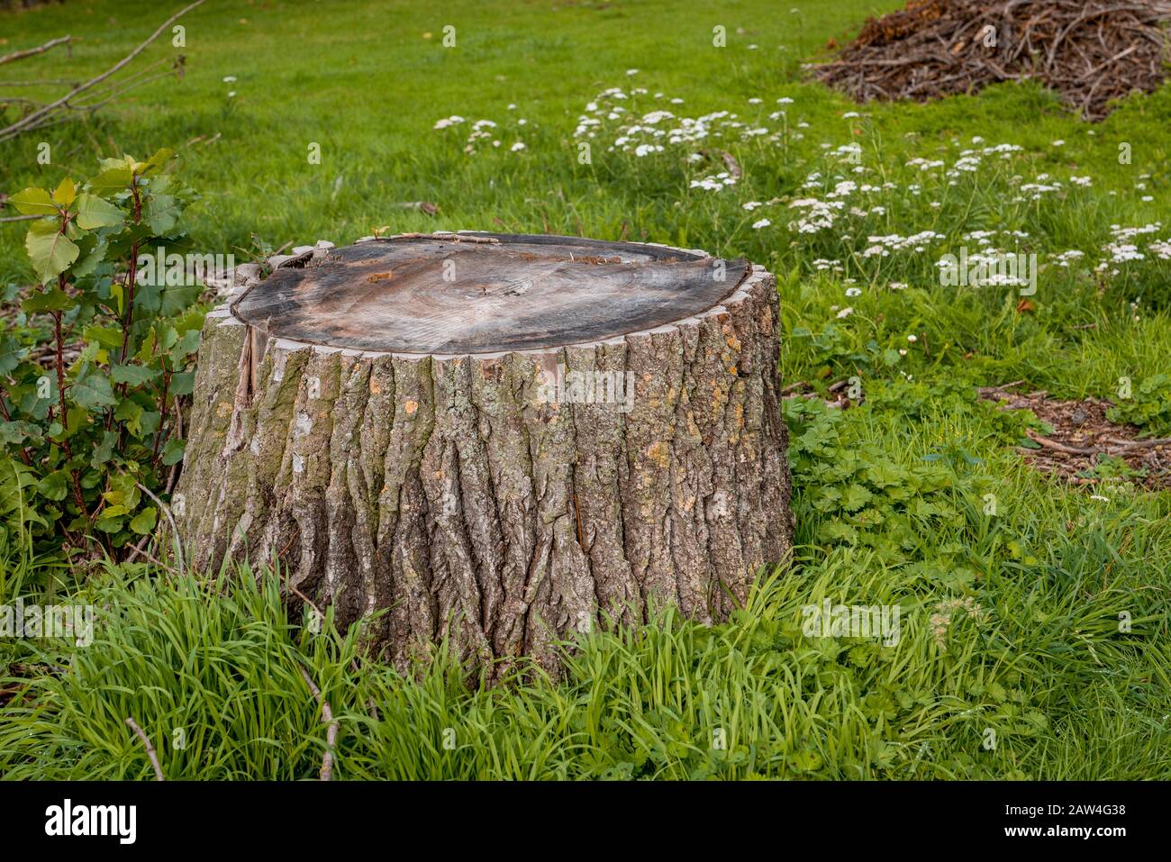 Tree stump with new plants hi-res stock photography and images - Alamy