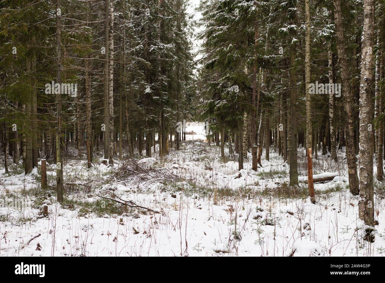 winter clearing in the forest, the edge of the snow path Stock Photo ...