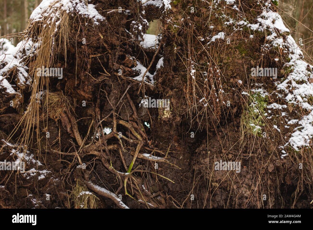 Whole Tree And Roots High Resolution Stock Photography and Images - Alamy