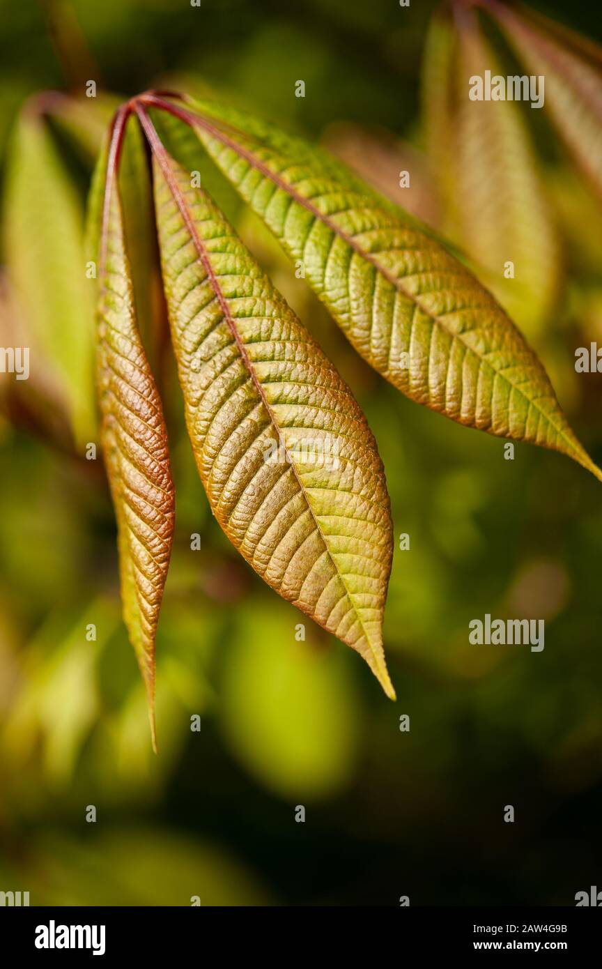 Broughton grange gardens hi-res stock photography and images - Alamy