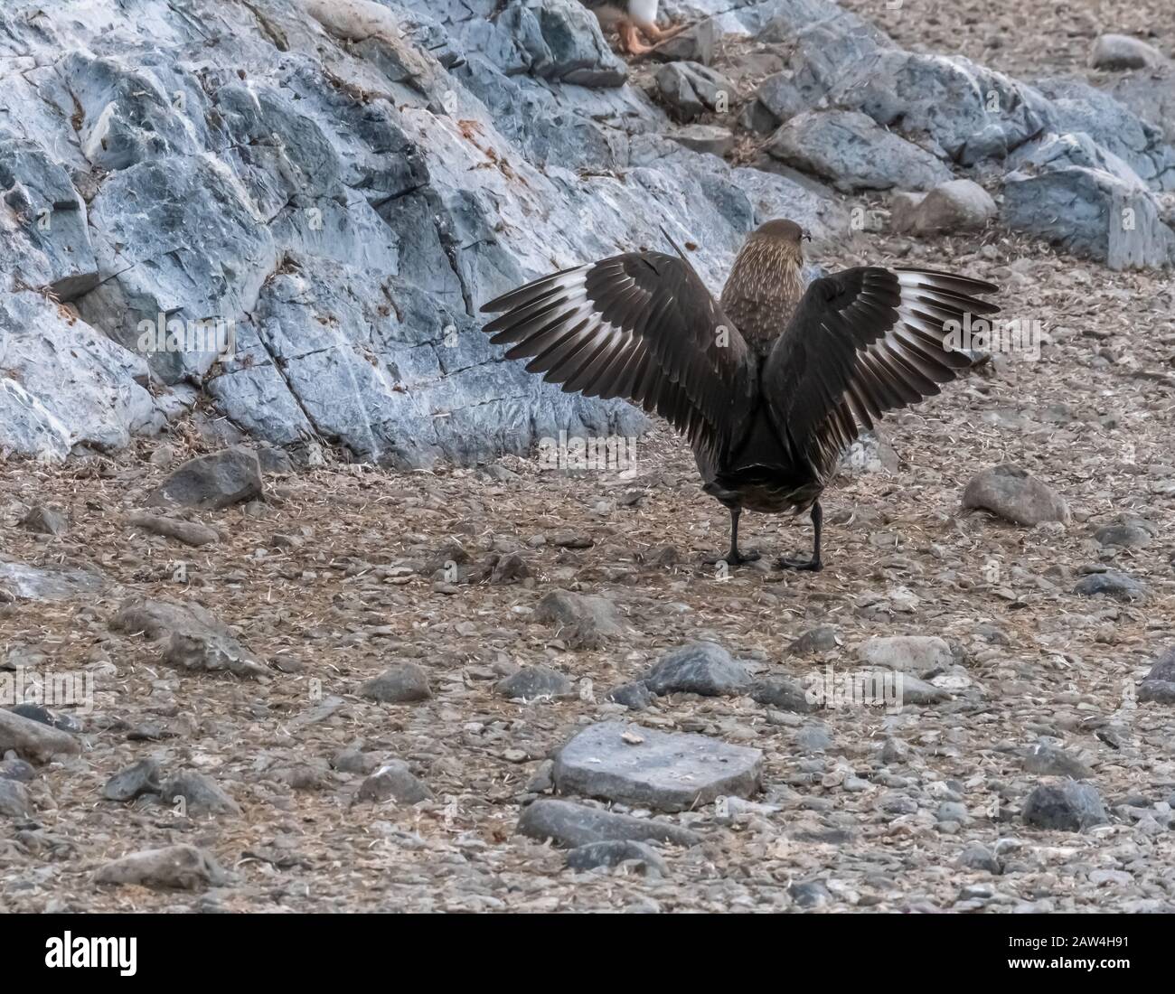 Great Skua waiting for a chance to steal a penguin egg or chick, Cuverville Island, Antarctic ...