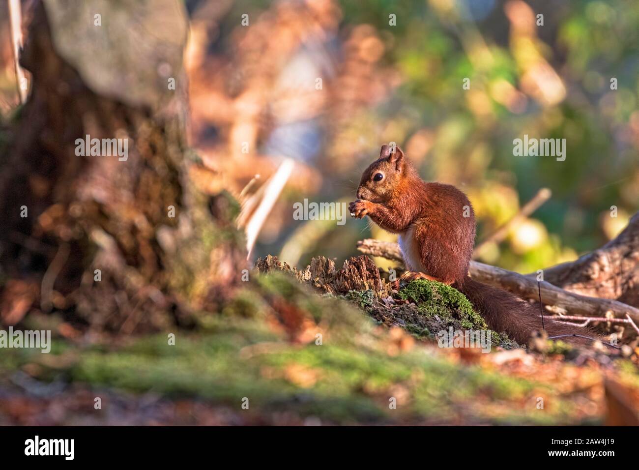 Red squirrel is eating an leaf hi-res stock photography and images - Alamy