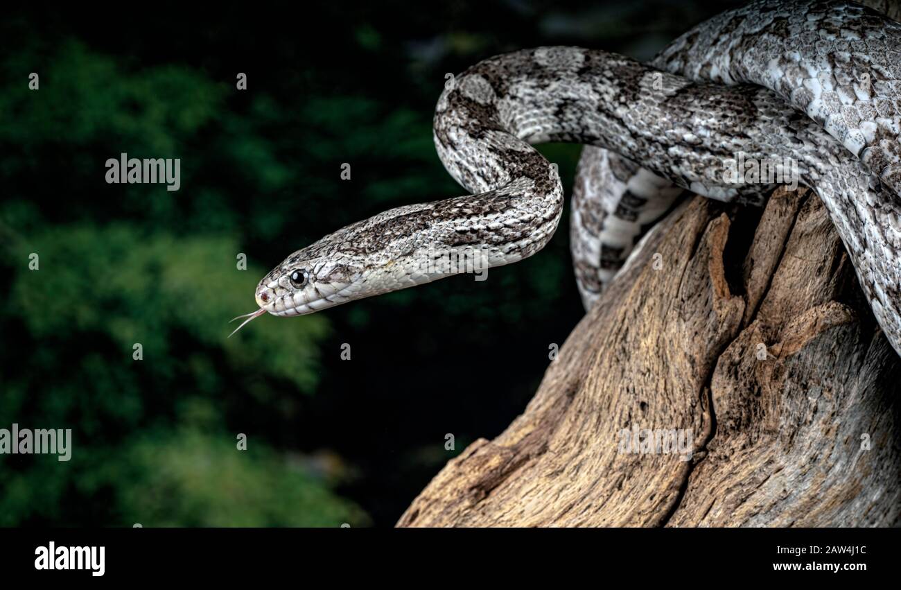 Rat Snake High Resolution Stock Photography and Images - Alamy
